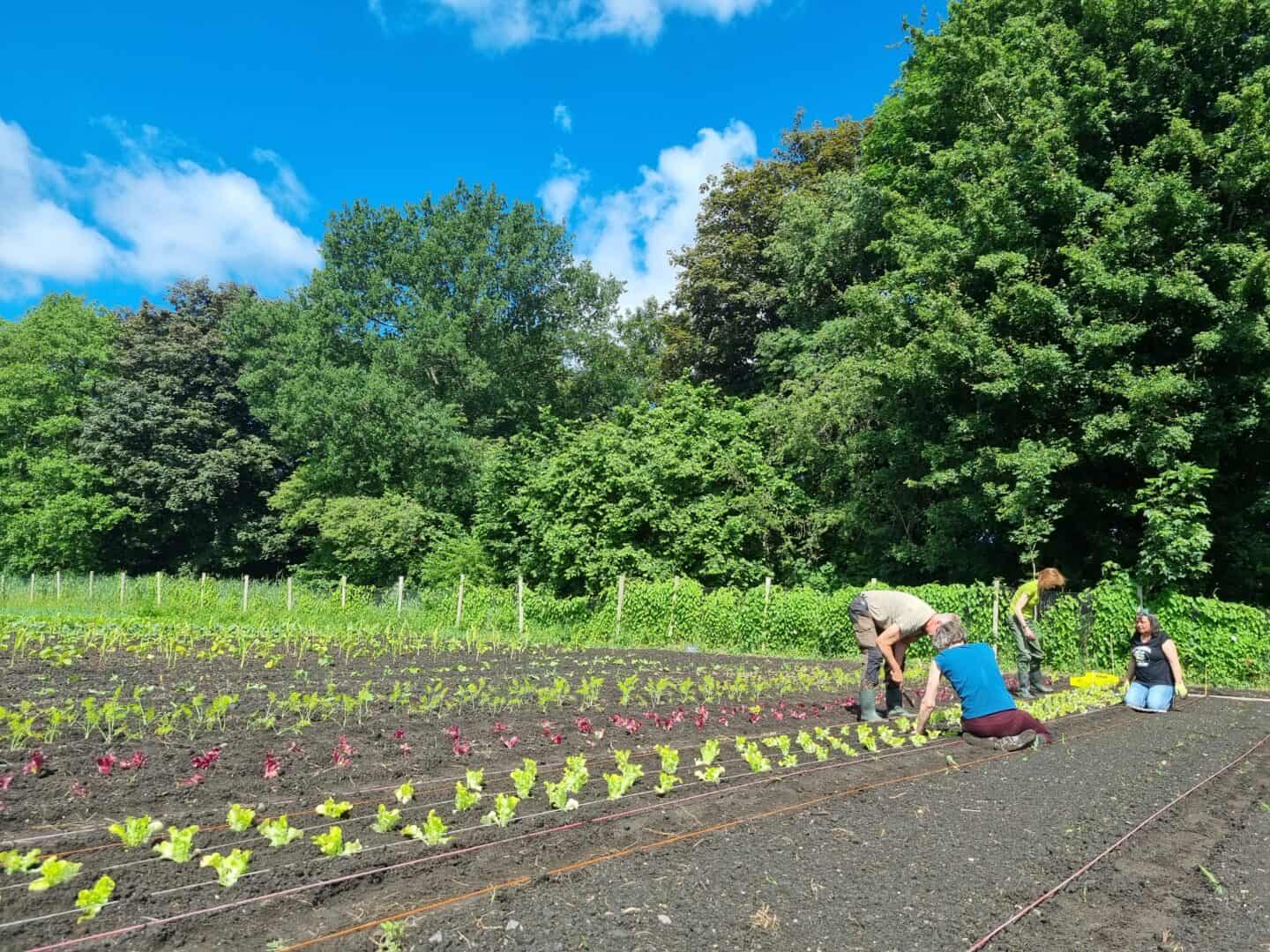 Activiteiten agenda - Buitenleeft